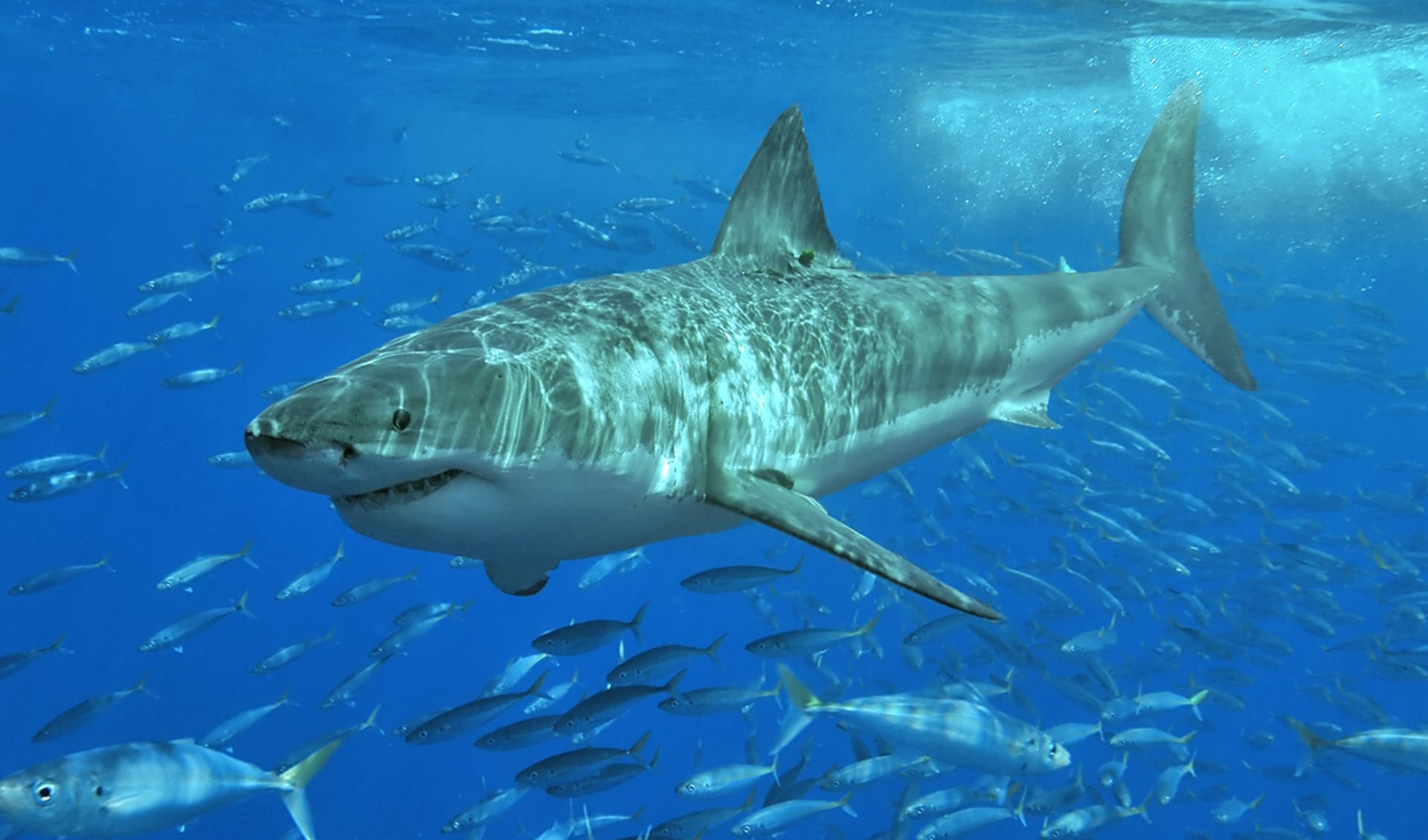 Lamniformes - Mackerel sharks: facts, distribution & population | BioDB